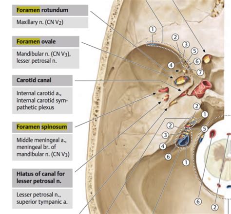 Temporal Infratemporal Fossa Pterygopalatine Fossa Flashcards Quizlet