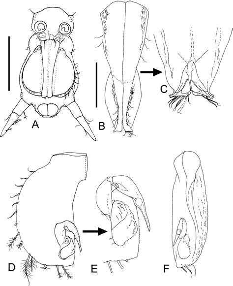 Contrarimesus Franklinae Comb Nov Male Pleopods Male 2 Mv J40688