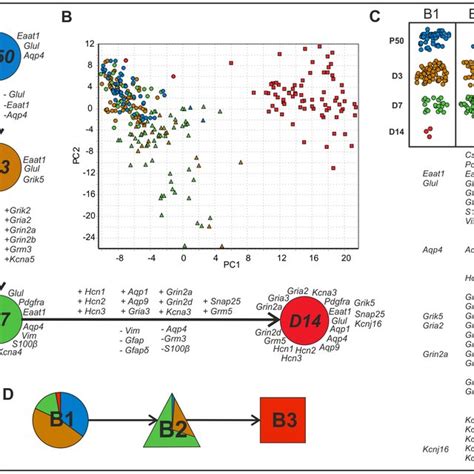 Facs Analysis Of Egfp Cells Isolated From The Cortex Of 20 Day Old