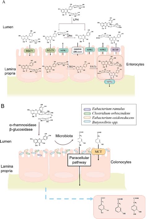 Schematic Representation Of Processes Of Quercetin Absorption