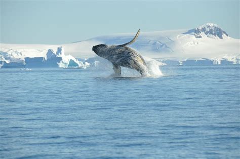 Antártida The Polar Travel Company