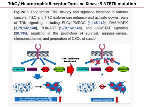 Acute Myeloid Leukemia Ppt