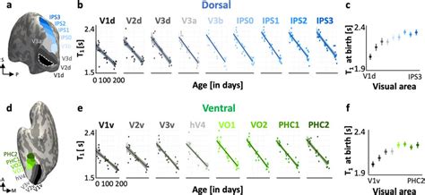 Hierarchical Development Of Cortical Microstructure In Visual Streams Download Scientific