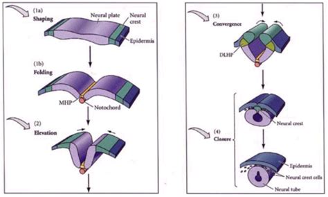 Neurulation Flashcards Quizlet