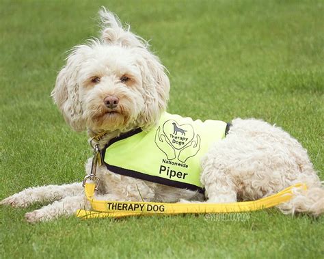 Therapy Dogs Nationwide Piper The Cockapoo