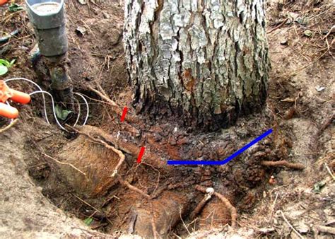 Texas Tree Tips Chinese Pistachio Neil Sperry S GARDENS