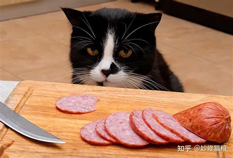 猫咪能吃的6种食物和不能吃的5种食物你记住了吗 知乎