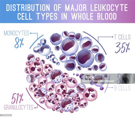 Skema Jenis Leukosit Utama Ilustrasi Stok Unduh Gambar Sekarang Aliran Darah Anatomi
