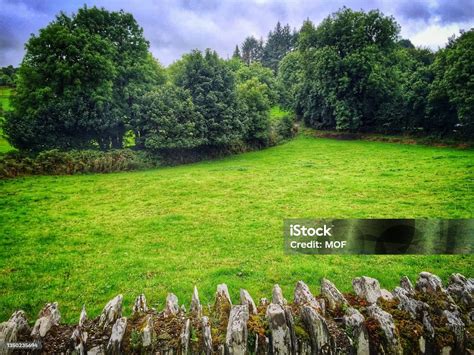 돌로 둘러싸인 들판과 나무가 있는 전형적인 아일랜드 시골 0명에 대한 스톡 사진 및 기타 이미지 0명 경관 구름 Istock