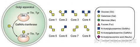 蛋白药物中花样繁多的o 糖基化修饰 知乎