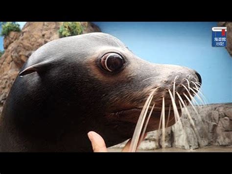 海遊館カリフォルニアアシカミッチの鳴き声 YouTube