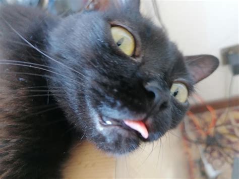 Bleb Bleb R Bleb