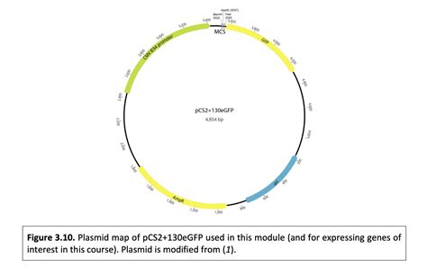 Solved 7 Using The Plasmid Map In Figure 3 10 For Guidance Chegg Com