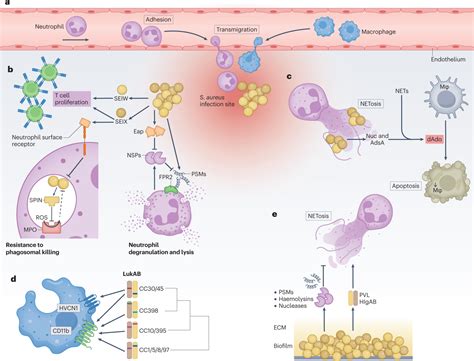 Staphylococcus Aureus Enterotoxin B Detection Method Creative Diagnostics