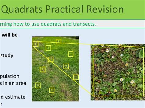 Quadrats Practical Revision Gcse Biology Teaching Resources