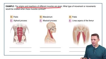 Origin And Insertion Guided Videos Practice Study Materials