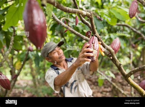 Male Cocoa Farmer Harvesting And Pruning His Cocoa Trees And Pods In Mamuju Regency Sulawesi
