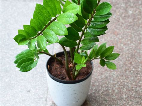 Доларове дерево прикмети та забобони повязані з рослиною