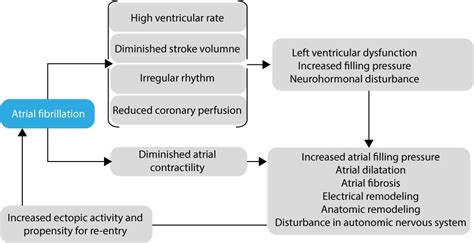 Diagram Of Atrial Fibrillation At Brad Schaffer Blog