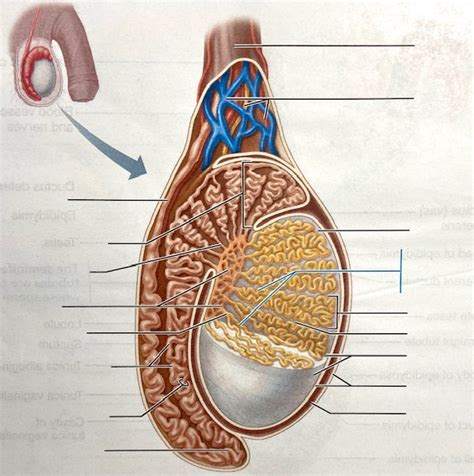 Structure Of The Testis Diagram Quizlet