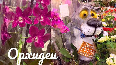 Эксклюзив Орхидей в Леруа Мерлен СПб 5 мая 2021 Youtube