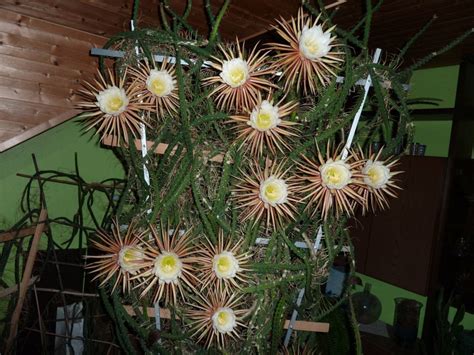 Марниера цветок (68 фото)