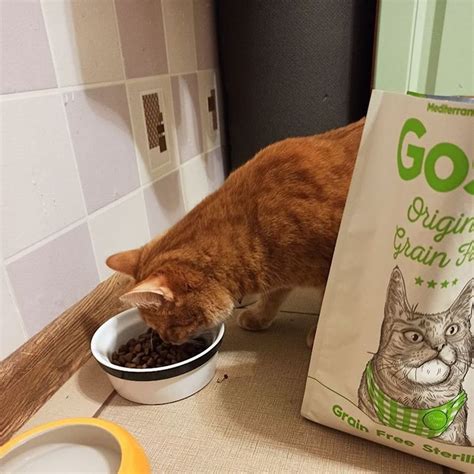 Корм для кошек Gosbi Original: отзывы, разбор состава, цена - ПетОбзор