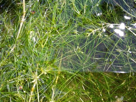 Submerged Pond Weed Identification What Is Blanket Weed And How To