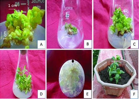 In Vitro Regeneration Of H Niger From Callus Explants A Callus