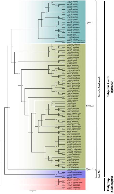 Phylogenetic Tree Of Quercus Species In Vietnam Based On Data From Mig Seq Download Scientific