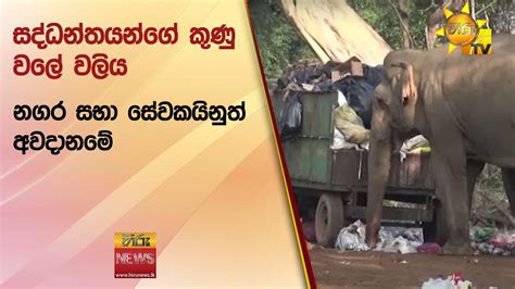 සද්ධන්තයන්ගේ කුණු වලේ වලිය නගර සභා සේවකයිනුත් අවදානමේ Hiru News Youtube