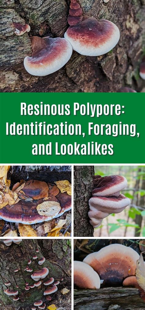 Resinous Polypore Identification Foraging And Lookalikes Mushroom Appreciation