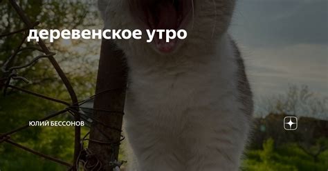 деревенское утро Юлий Бессонов стихи о котах и не только Дзен