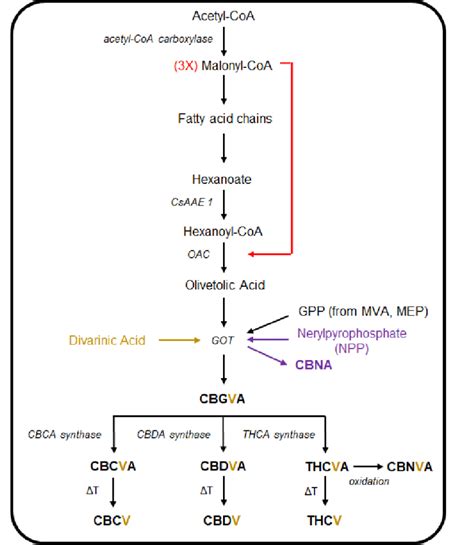 An Overview Of The Cannabinoid Biosynthesis Pathway In Cannabis Sativa
