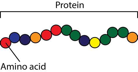 Proteins Drawing At Getdrawings Free Download