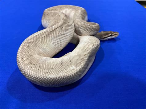 Purple Passion Spider Ball Python By Parrotts Pythons Morphmarket