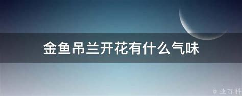 金鱼吊兰开花有什么气味 业百科