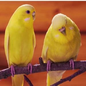 Sexagens De Ave A Partir De Cada Resultados Em H Vetdna Diagn Sticos