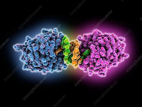 Phosphodiesterase Dna Complex Stock Image C035 6363 Science Photo Library