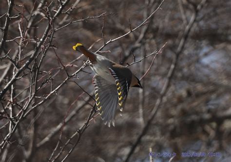 キレンジャク アッチャンの鳥見