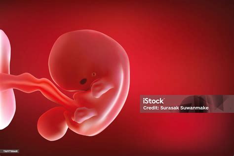 어머니의 자궁 태아에 태아와 아기와 붉은 색조로 그림으로 태아기에 대한 스톡 사진 및 기타 이미지 태아기 배아 3차원