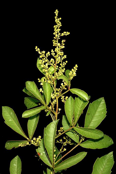 Searsia Carnosula Wikipedia