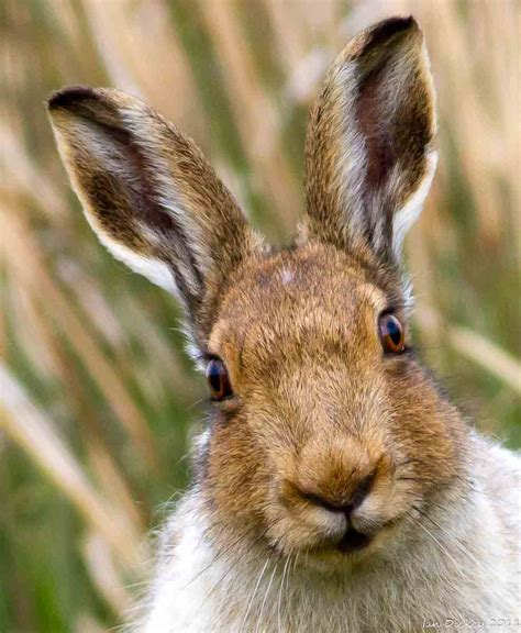 Hare Wallpapers Wallpaper Cave
