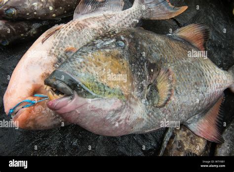 Triggerfish Balistidae For Sale Suva Seafood Market Viti Levu Fiji