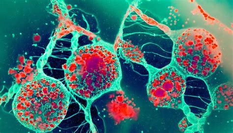 Imagerie Fluorescente Immunofluorescence De Cellules Cancéreuses Se