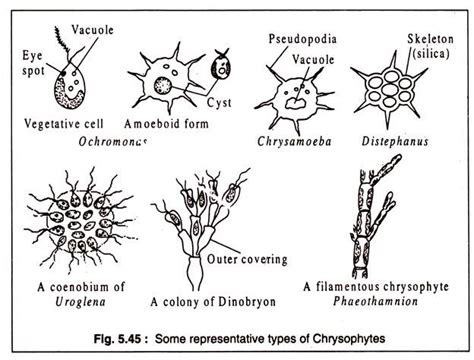 Phylum Euglenophyta Diagram