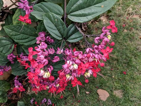 Begrin Red Bleeding Heart Vine Live Plant Clerodendrum Glory Bower Bag