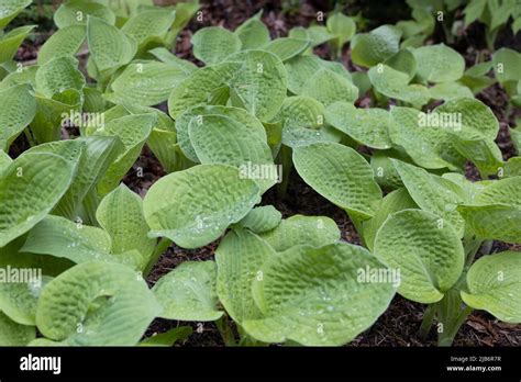 Hosta 'August Moon' Stock Photo - Alamy