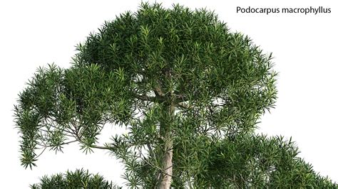 Podocarpus Macrophyllus Yew Plum Pine 02 3d Model Turbosquid 1863593