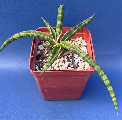 Sansevieria Ballyi Shown In A 4” Pot 1235 Etsy